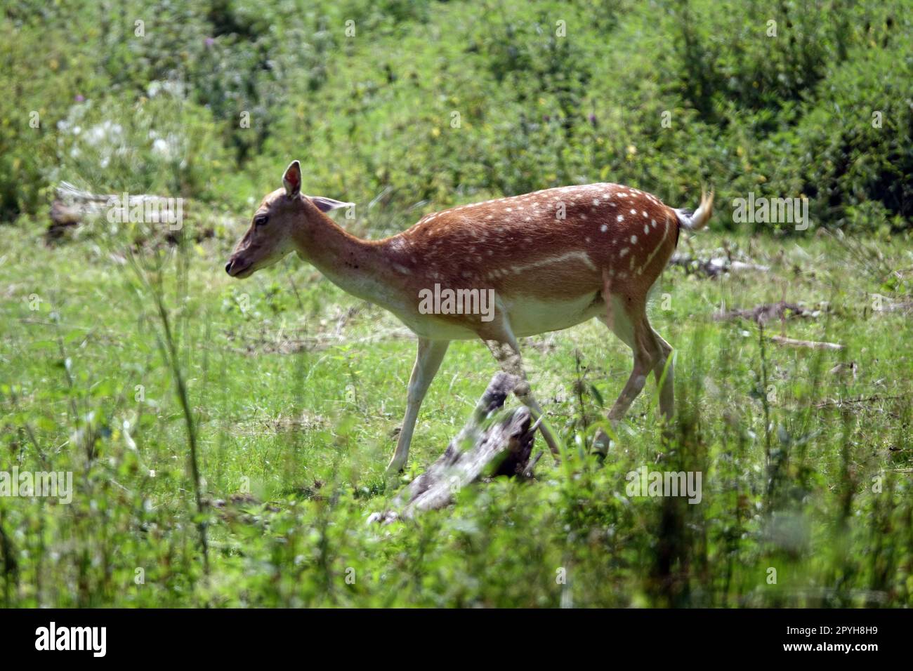 Damhirschkuh hi-res stock photography and images - Alamy