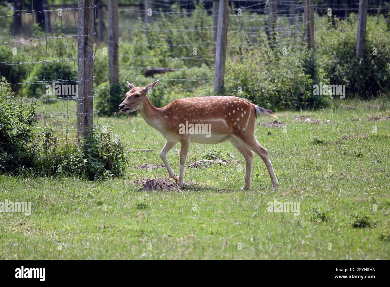 Damwild hi-res stock photography and images - Alamy