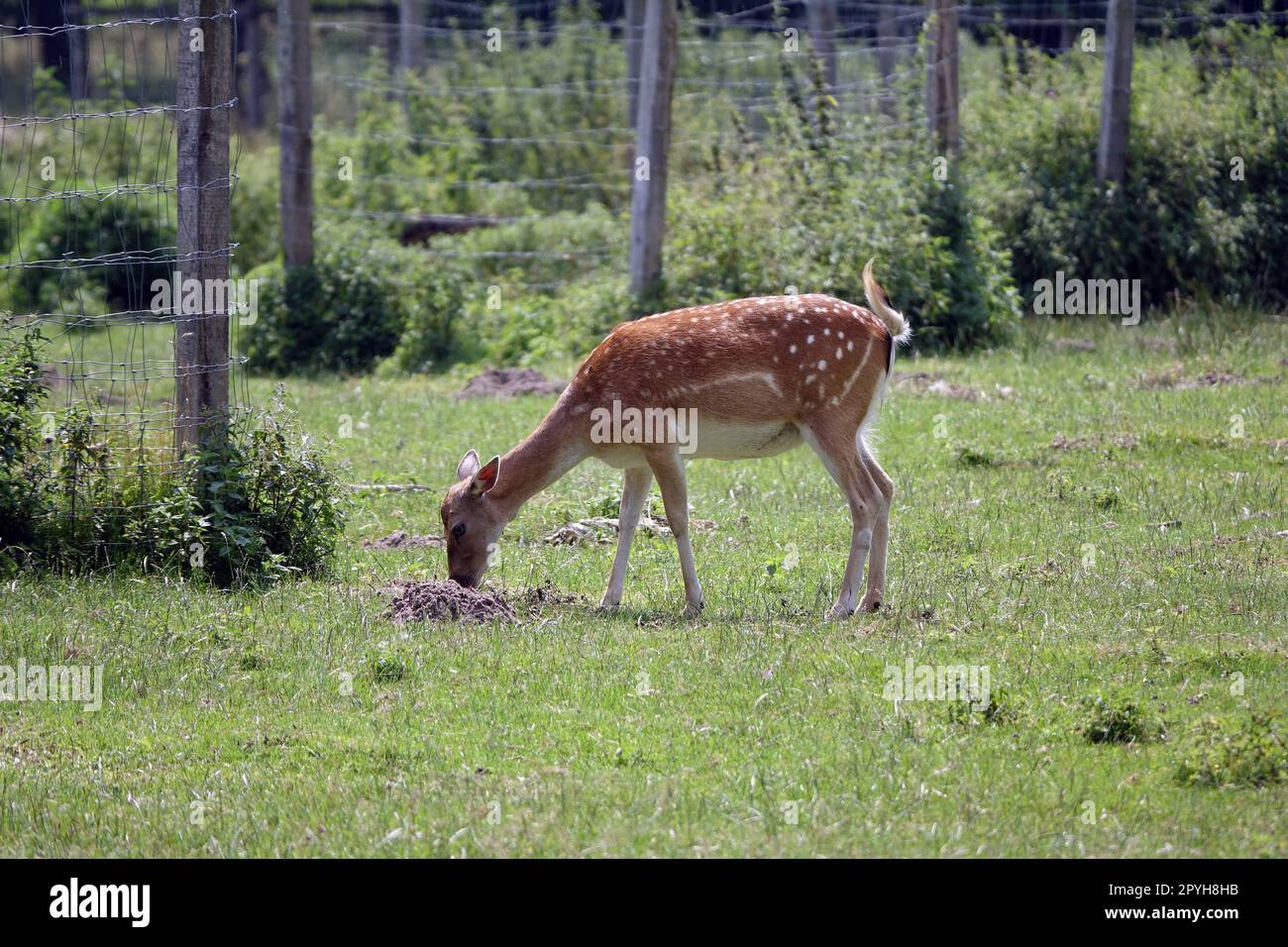 Damwild hi-res stock photography and images - Alamy