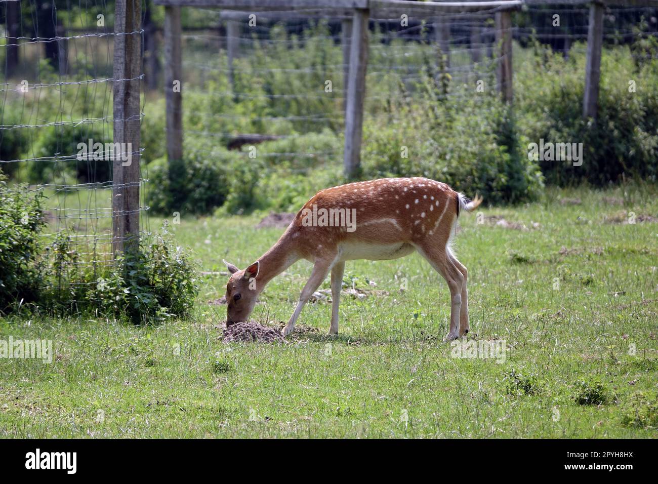 Damwild hi-res stock photography and images - Alamy