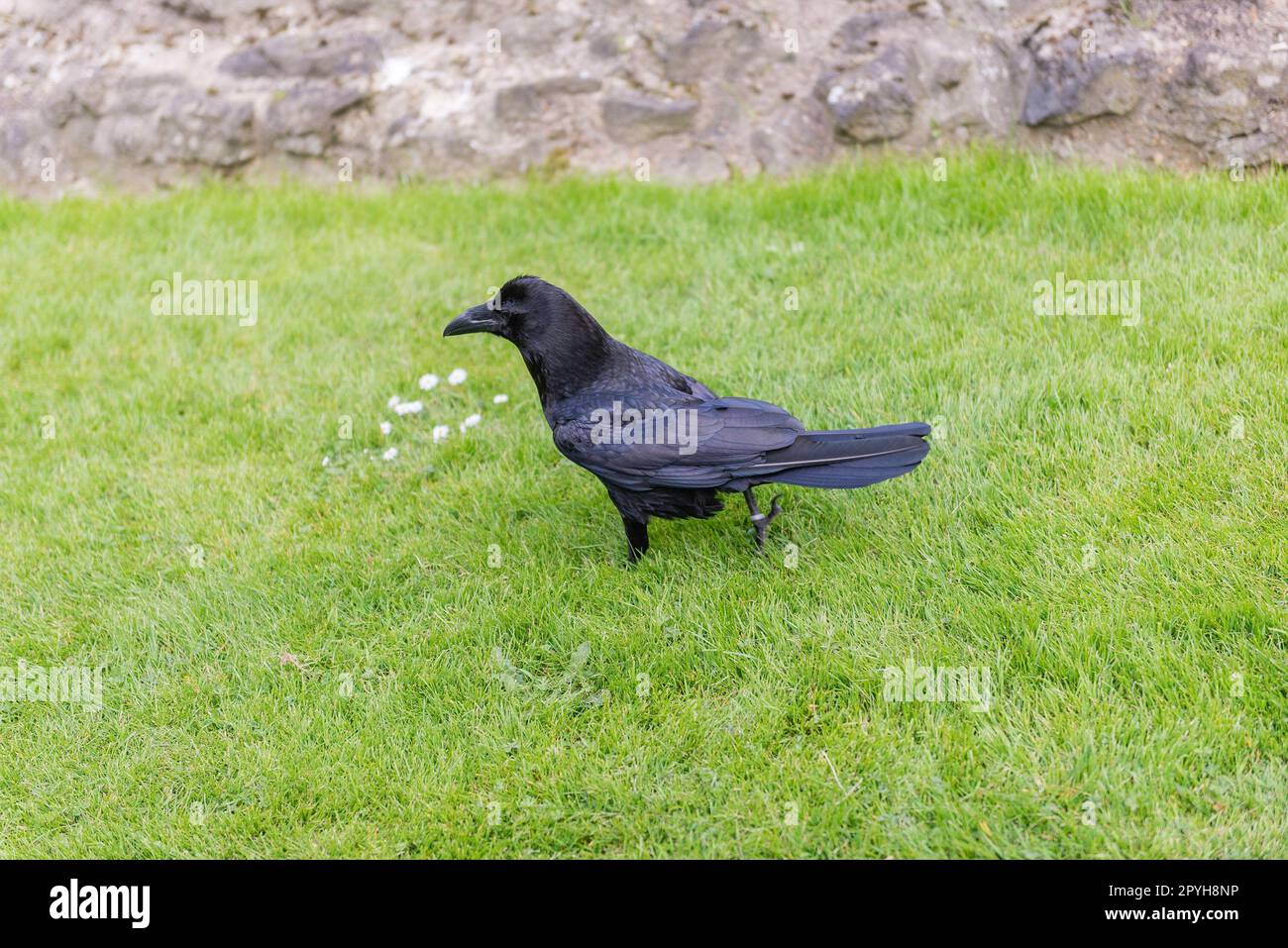 Legendary raven of the Tower of London, England, UK Stock Photo - Alamy