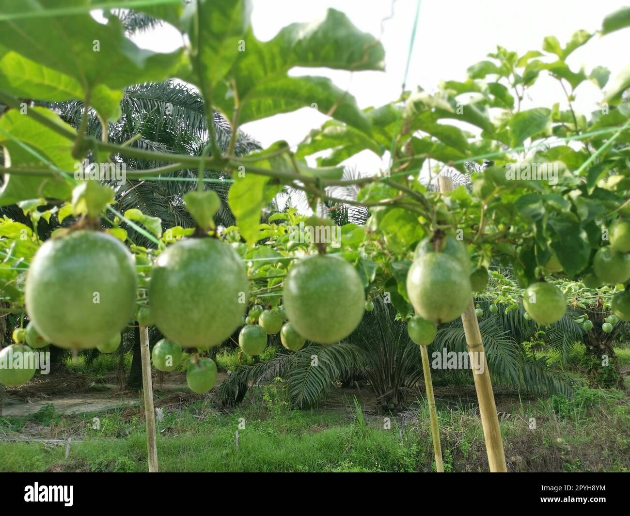 Passiflora edulis creeping fruits hi-res stock photography and images ...