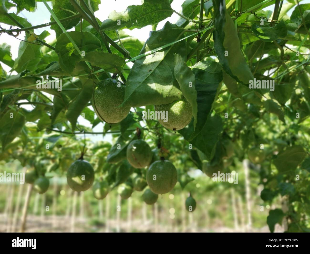 Passiflora edulis creeping fruits hi-res stock photography and images ...