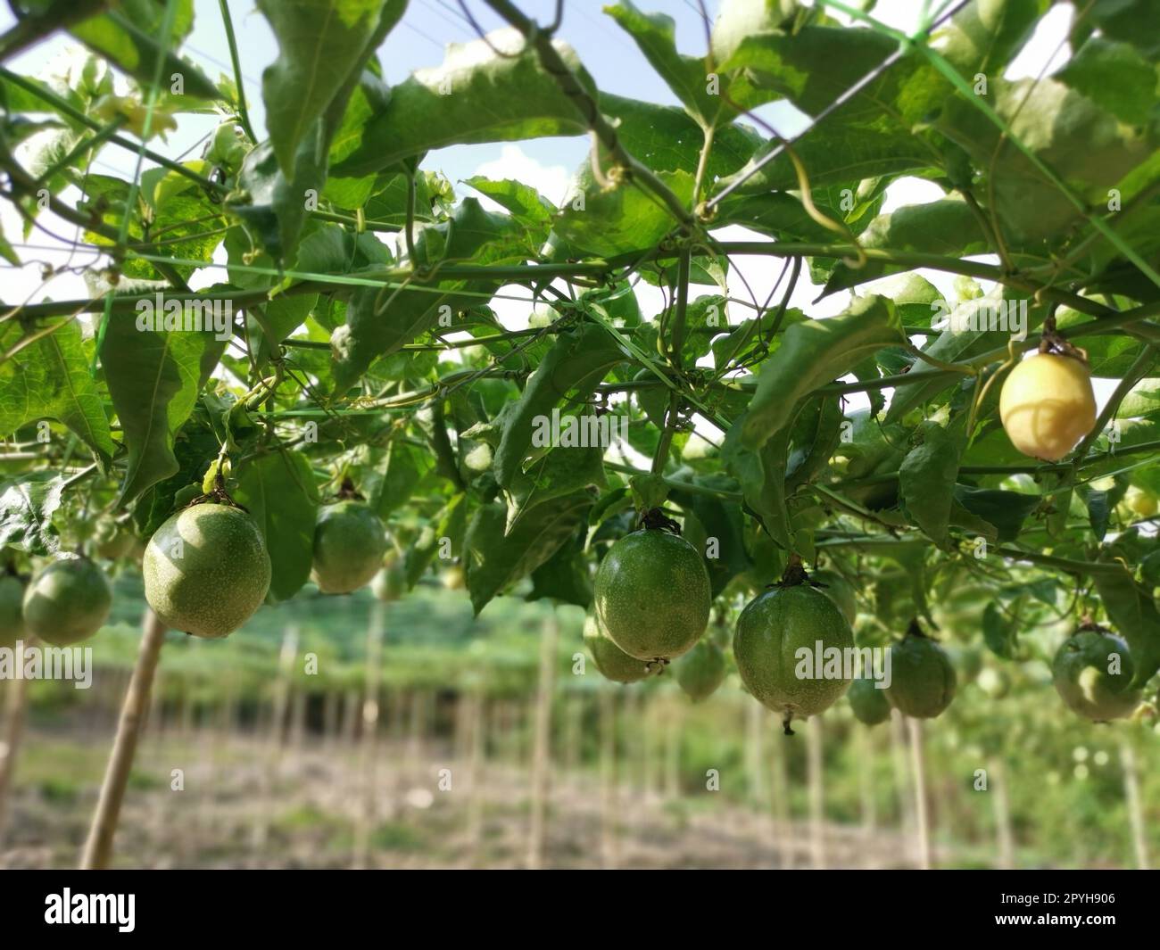 passiflora edulis creeping fruits farm Stock Photo - Alamy