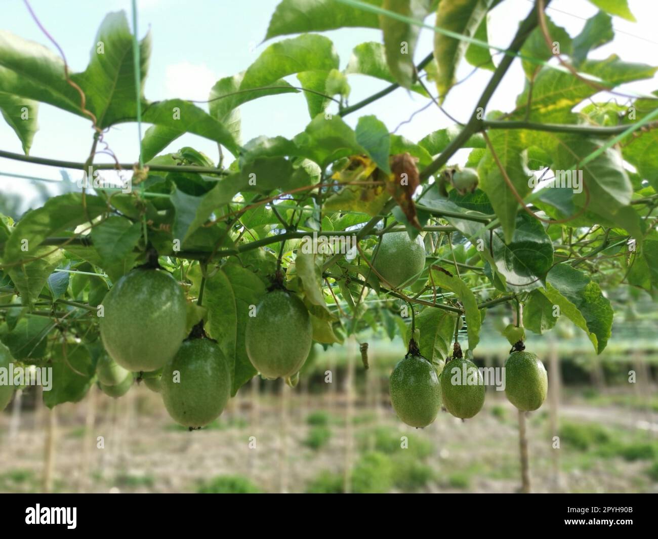 Passiflora edulis creeping fruits hi-res stock photography and images ...