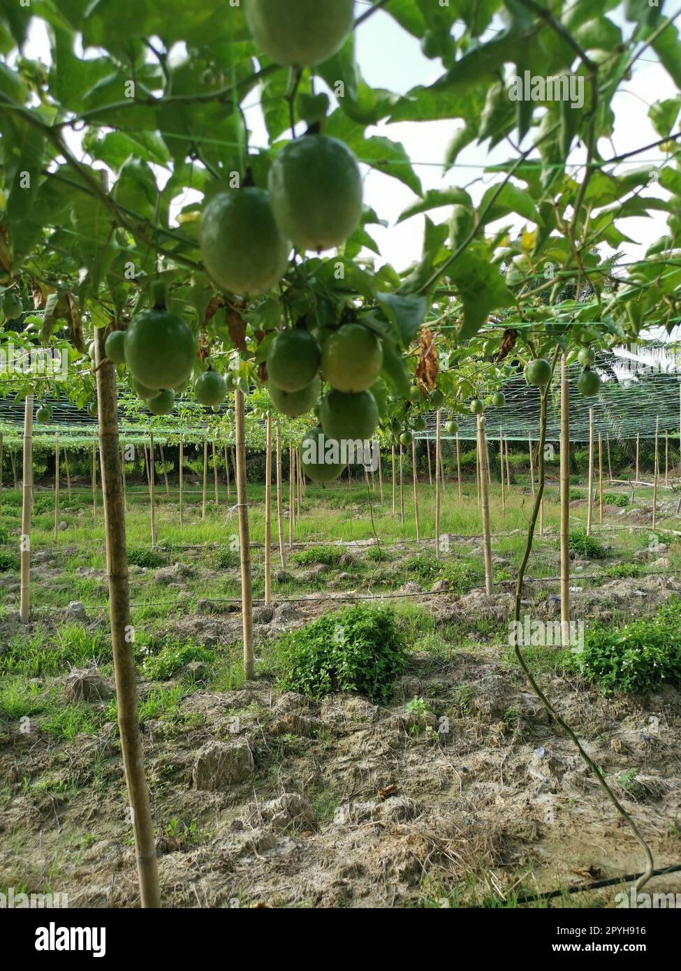 Passiflora edulis creeping fruits hi-res stock photography and images ...
