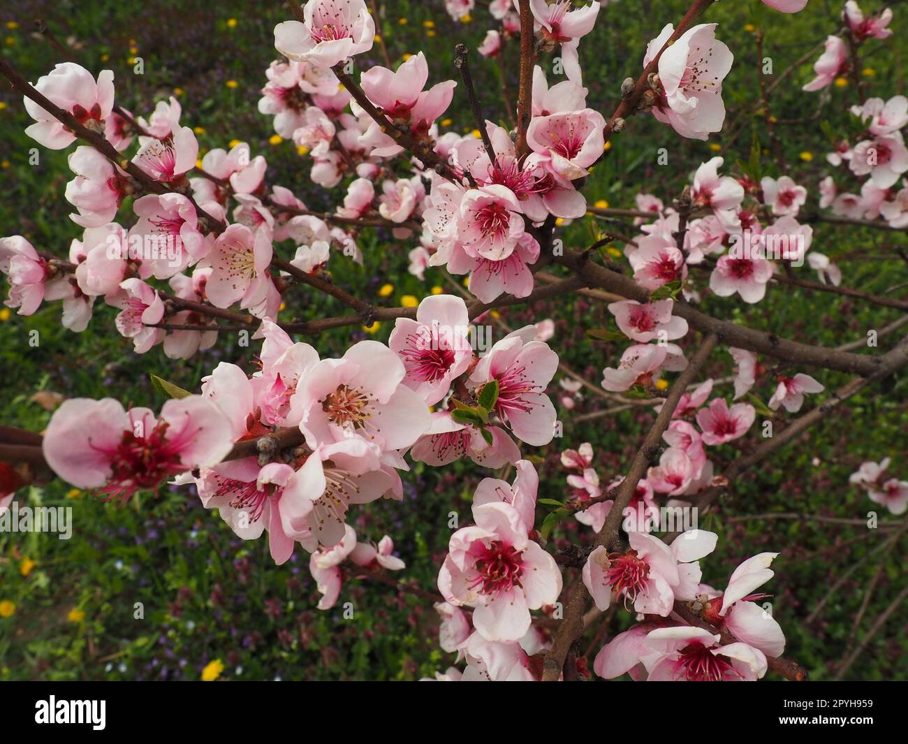 Apricot or peach branch with flowers in spring bloom. A buzzing bee is ...