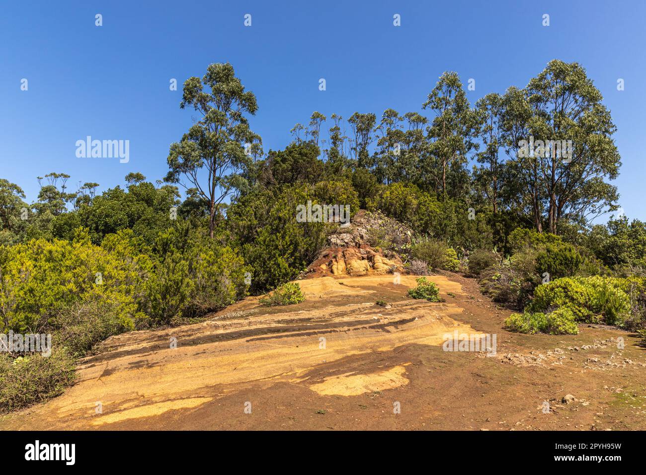 Path end forest hi-res stock photography and images - Alamy