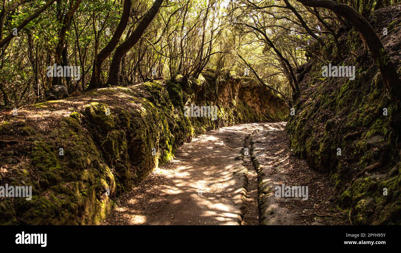 Forest path below the Mirador Cruz del Carmen viewpoint in the Anaga ...