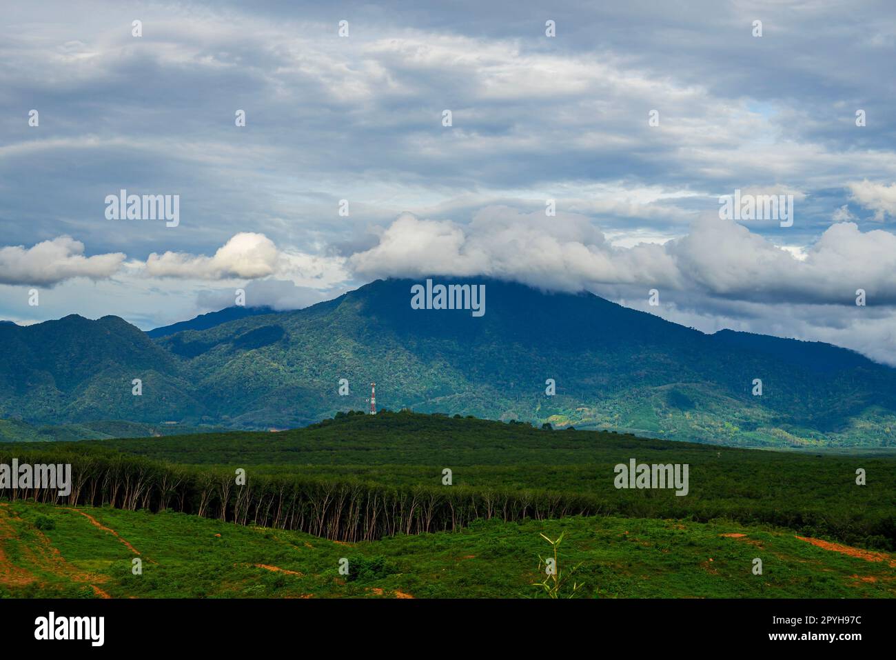 Rubber plantation farming area in the south of Thailand Stock Photo - Alamy