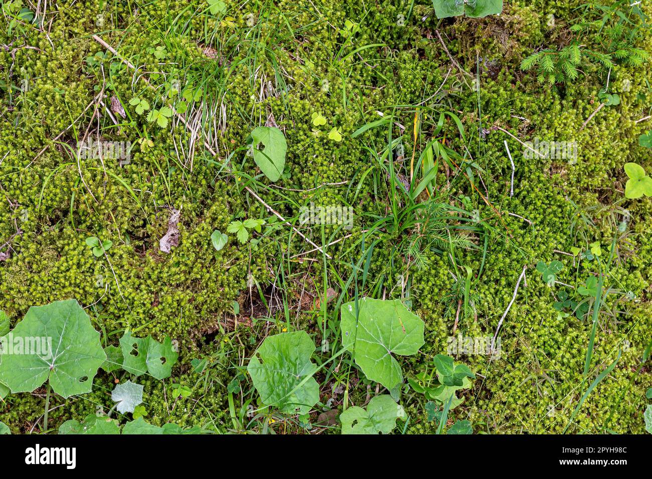 Scenic undergrowth hi-res stock photography and images - Alamy