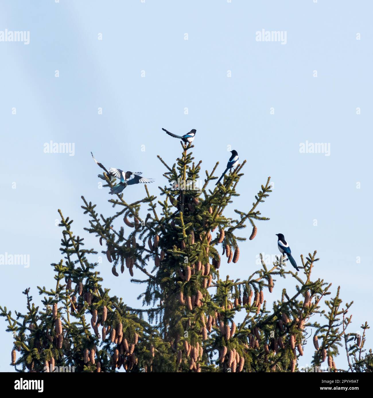 Birds flying by a tree hi-res stock photography and images - Alamy