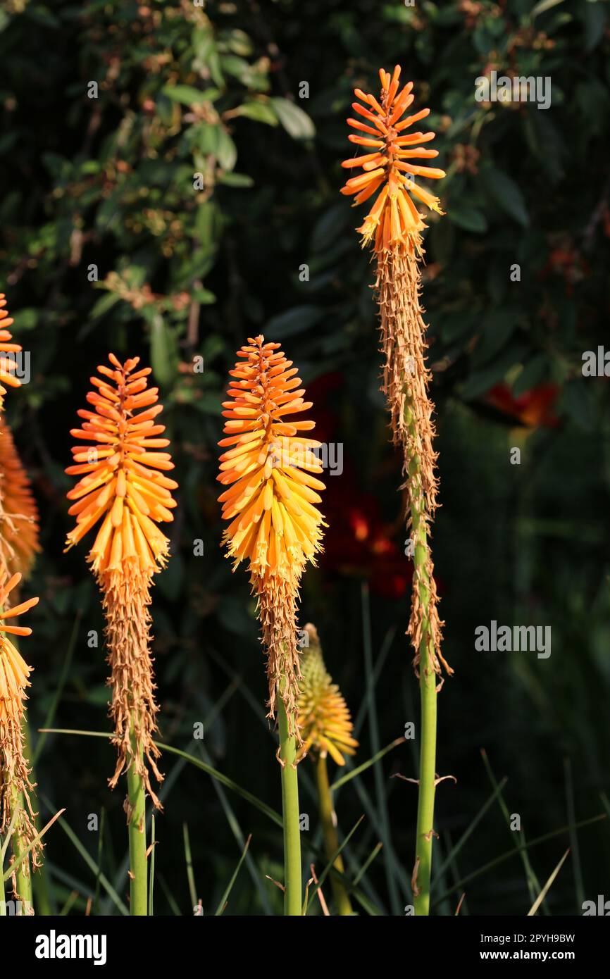 Flower spikes hi-res stock photography and images - Alamy