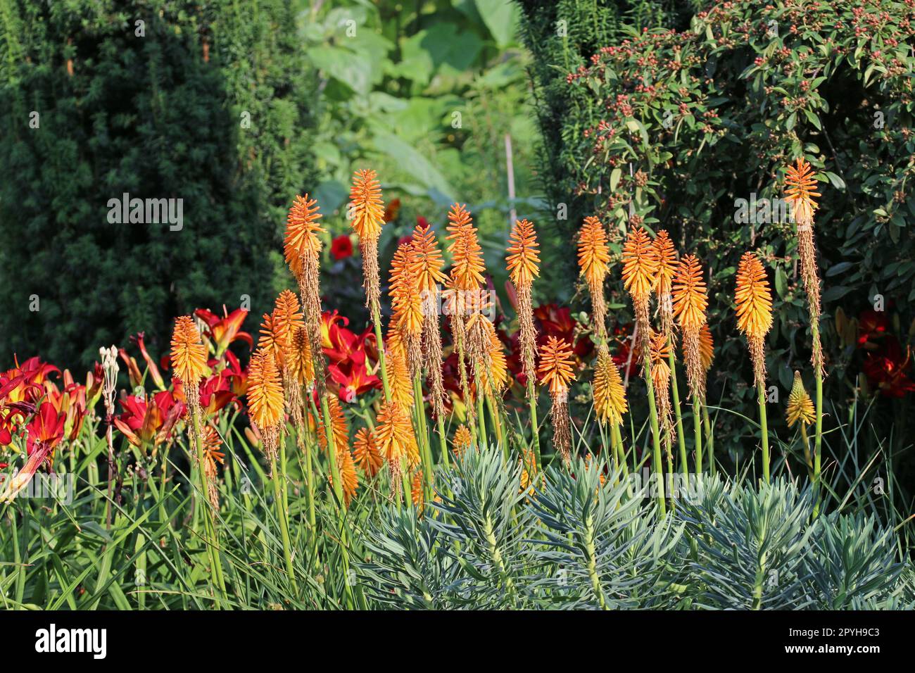 Orange red hot poker flower spikes Stock Photo - Alamy