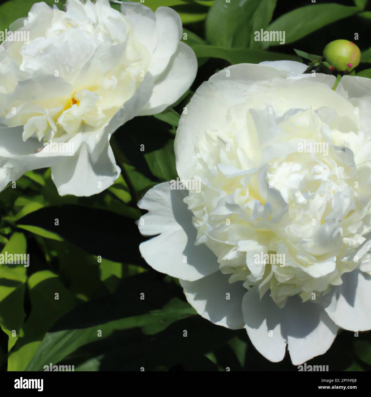 Beautiful white peony flowers close up. Peony is a genus of herbaceous ...