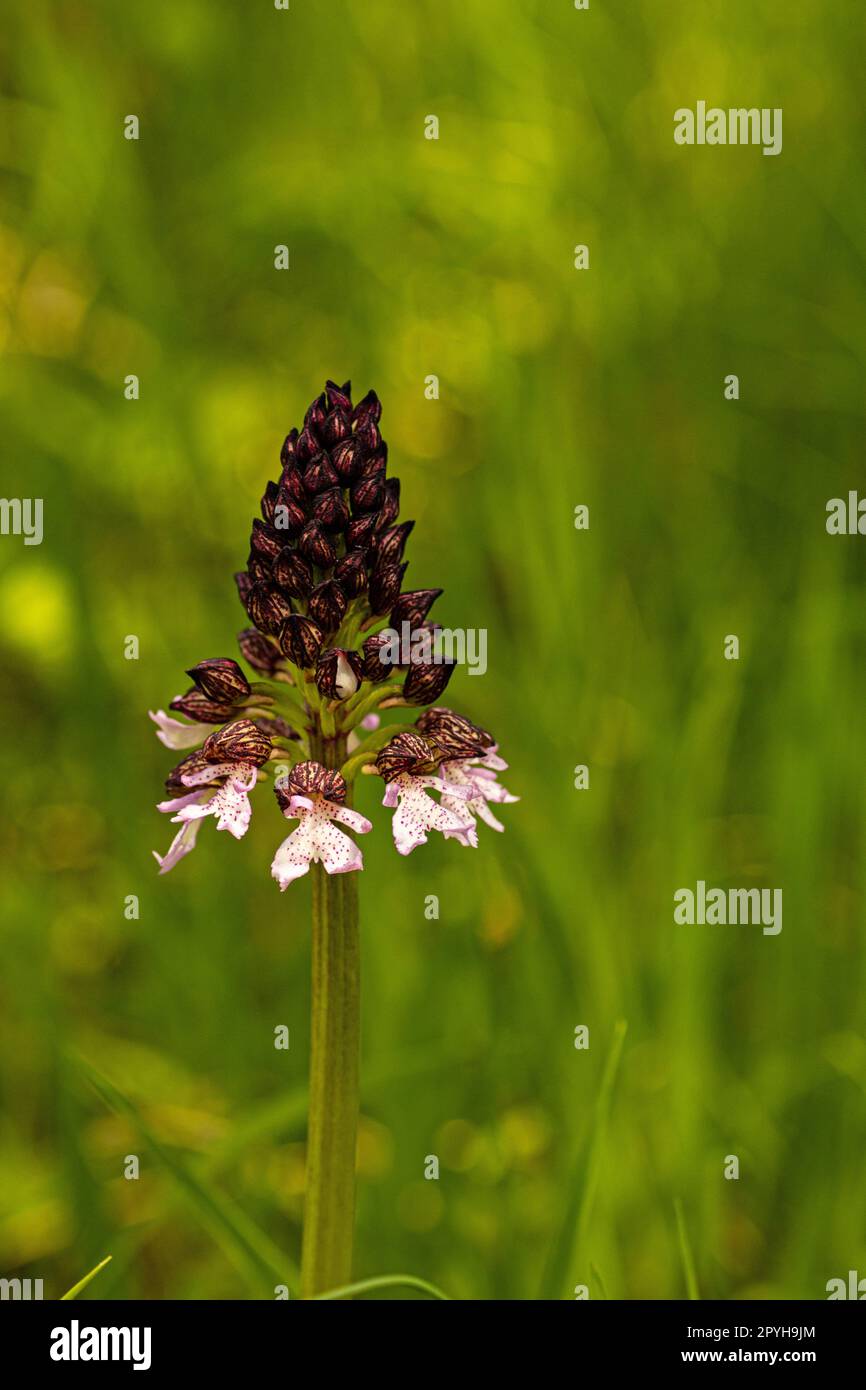 broad leaved marsh orchid flower Stock Photo - Alamy