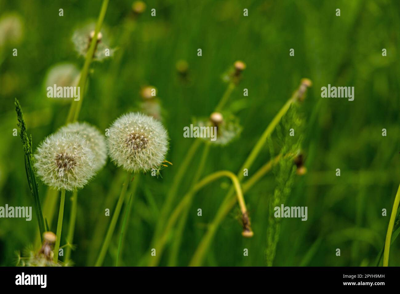 Dandelion bloom hi-res stock photography and images - Alamy