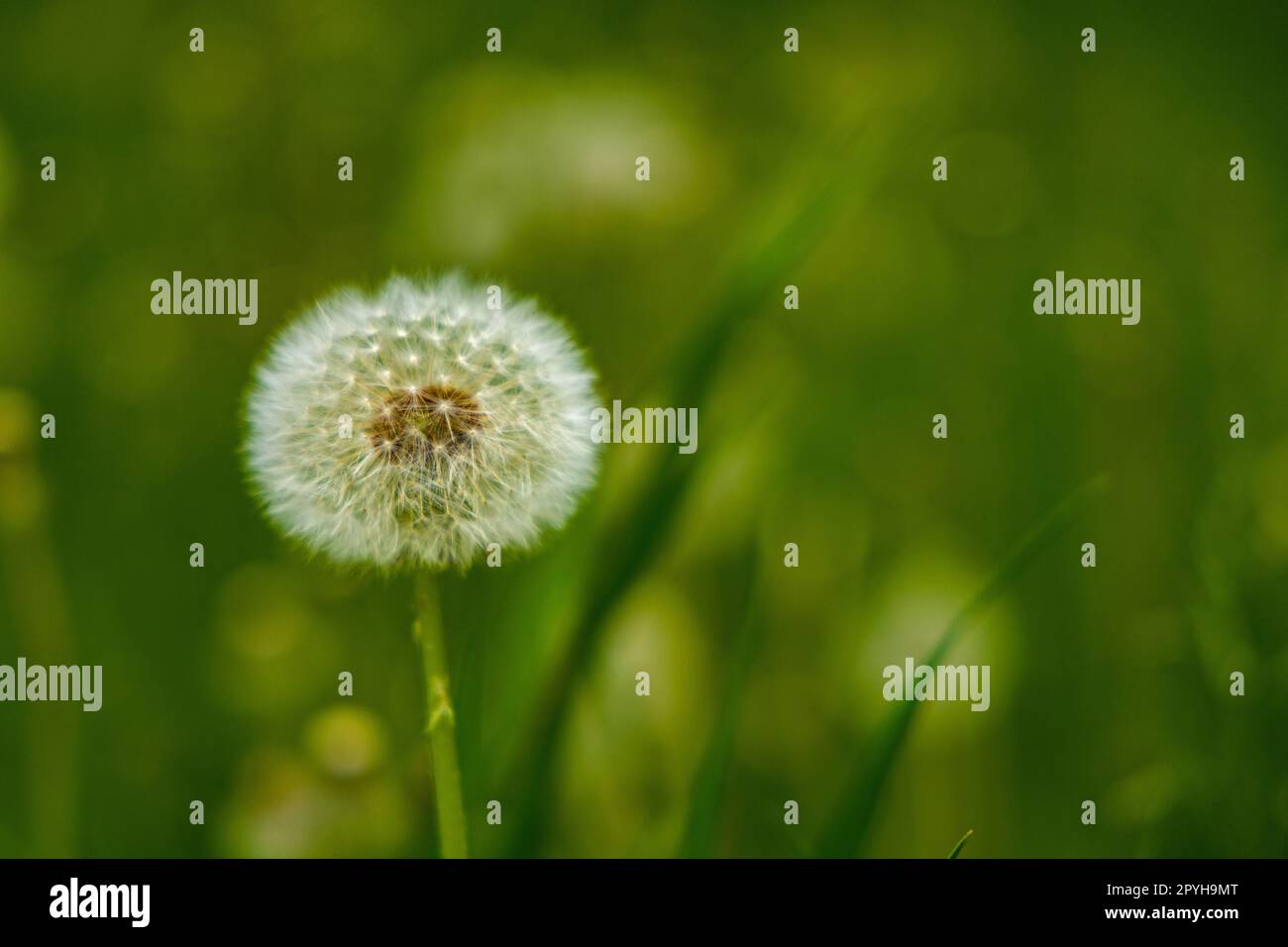 Dandelion bright colors hi-res stock photography and images - Alamy