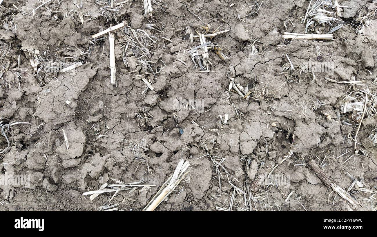 Oilcake remaining after harvesting corn on the ground. Clay, furrows ...