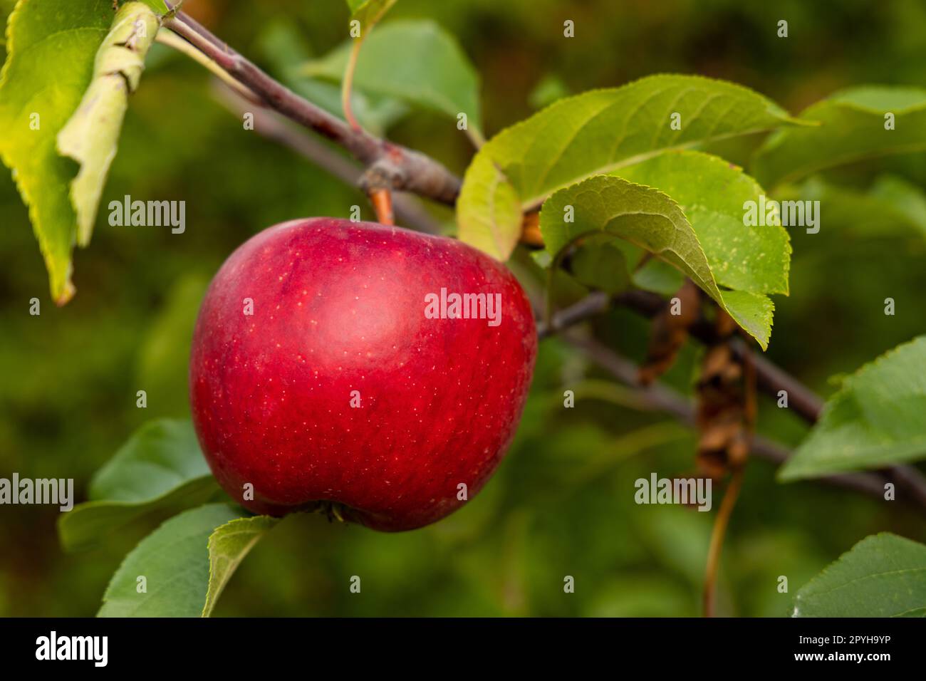 Topaz apple malus hi-res stock photography and images - Alamy