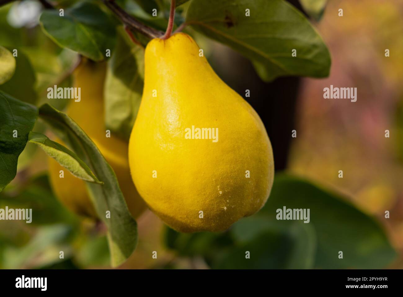 Fruit fruits nature plant botanical quince ripe hi-res stock ...