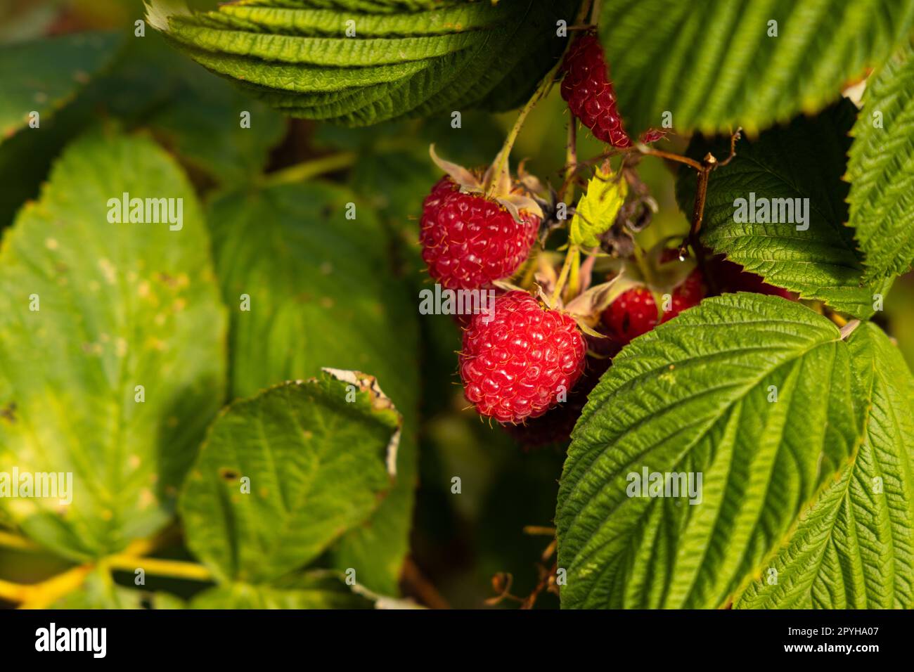 Raspberry branch ripe raspberries hi-res stock photography and images ...