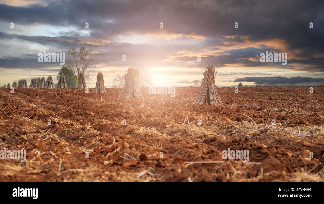 Landscape cassava farm. Manioc or tapioca plant field. Bundle of ...