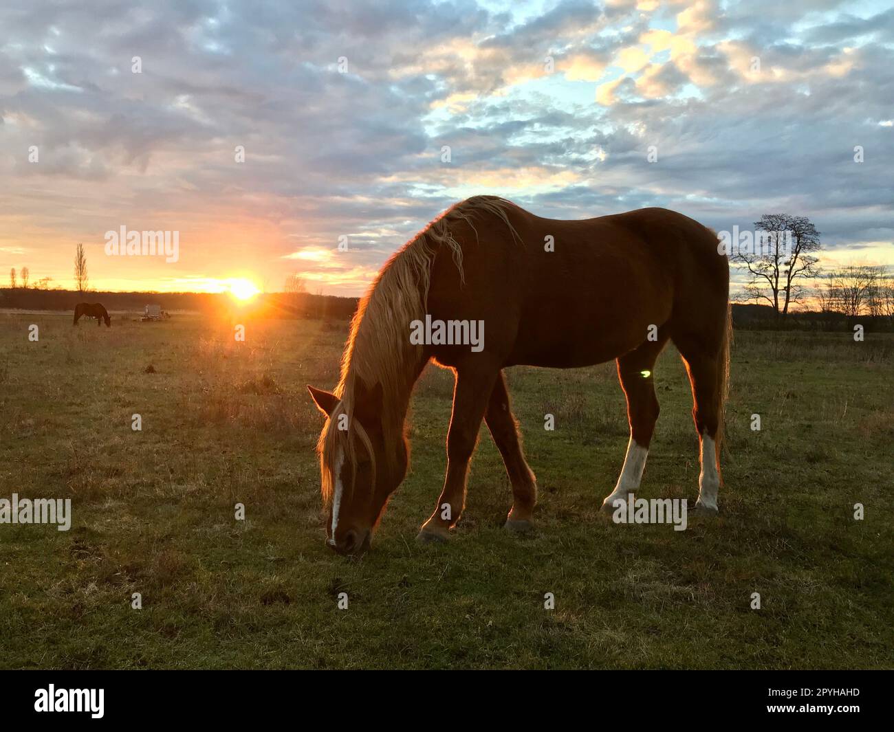 Horse in the sunset Stock Photo - Alamy