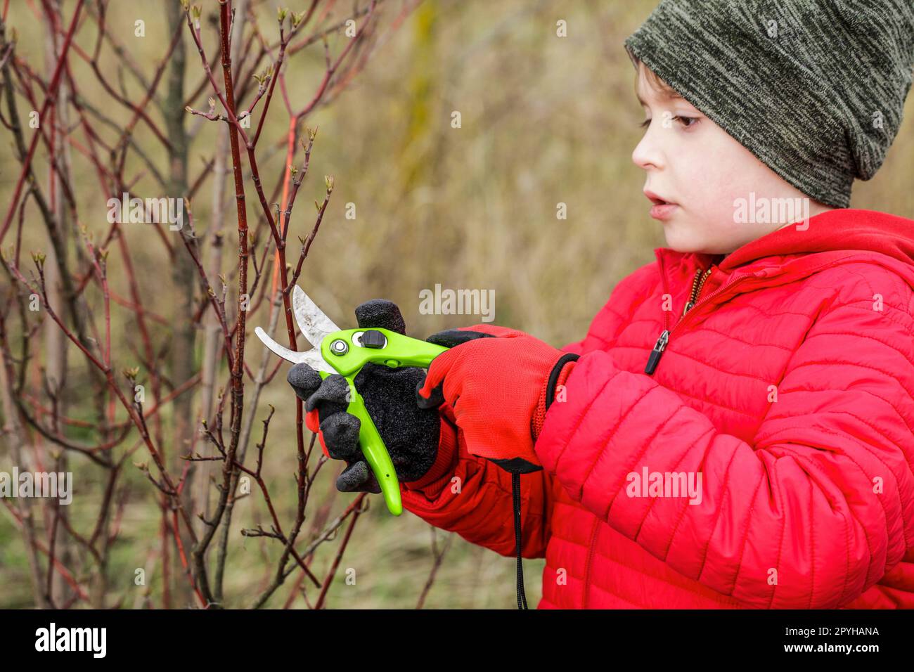 Little Boy gardener with pruners trimming branches of tree at spring ...