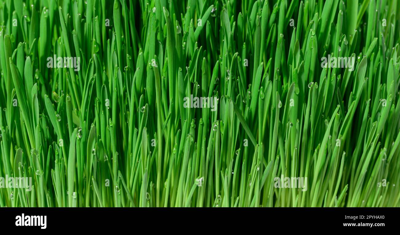 Green wheat seedlings hi-res stock photography and images - Alamy