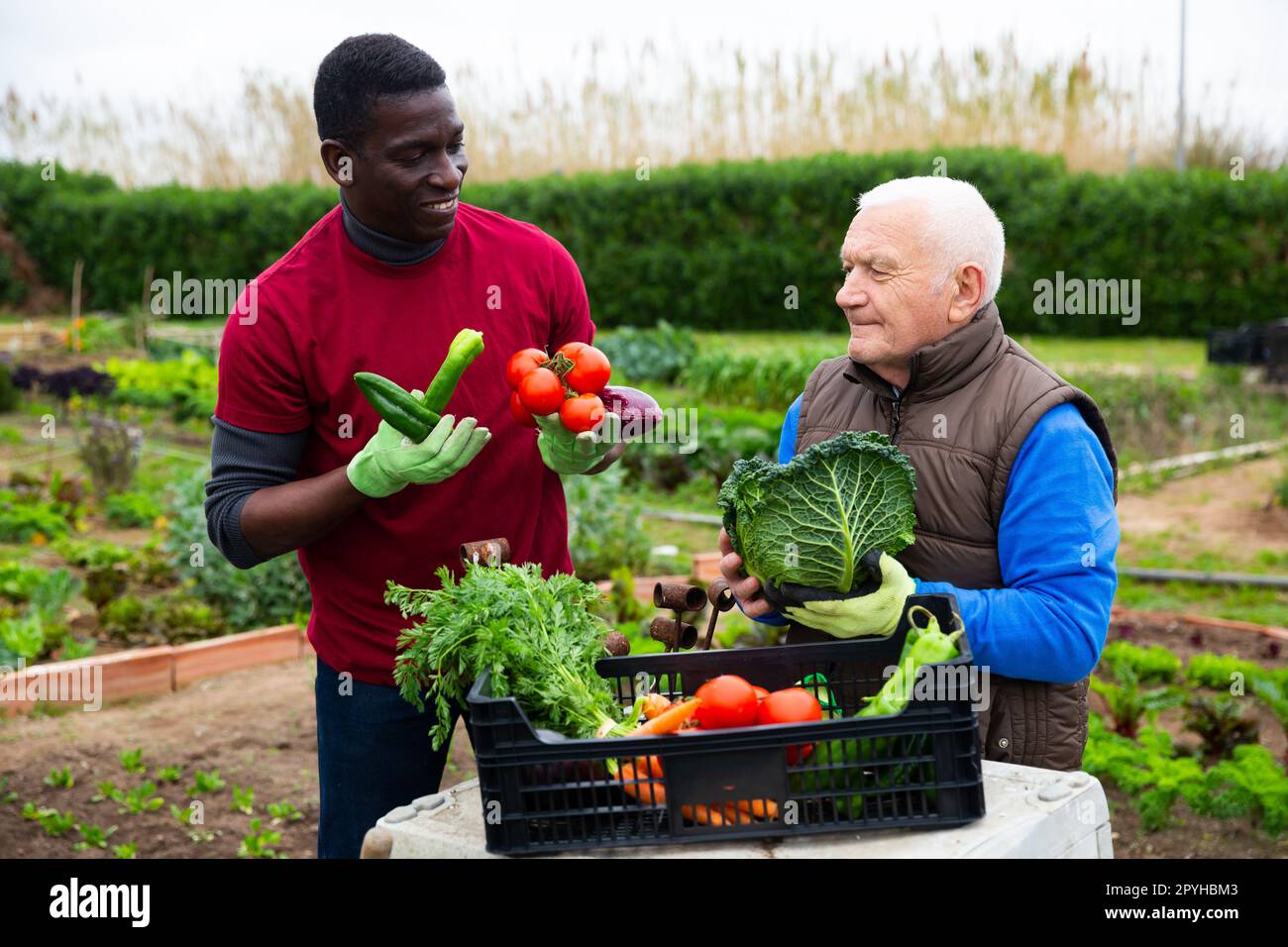 Getting to know the neighbors at the country houses in village Stock ...