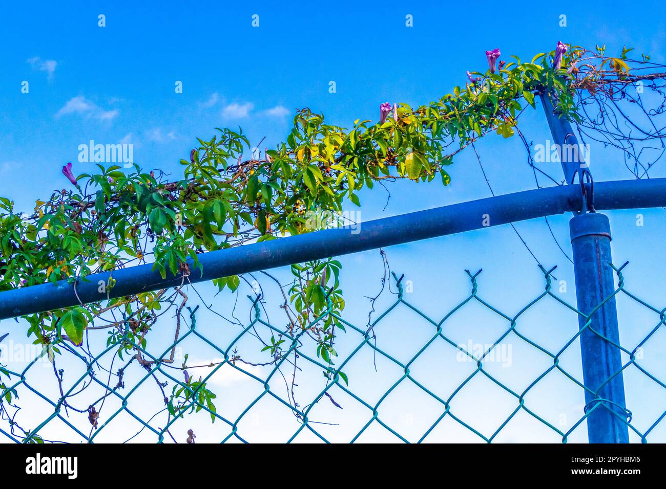 Tropical Jungle Forest Nature Enclosed Fenced Behind Bars in Playa del ...