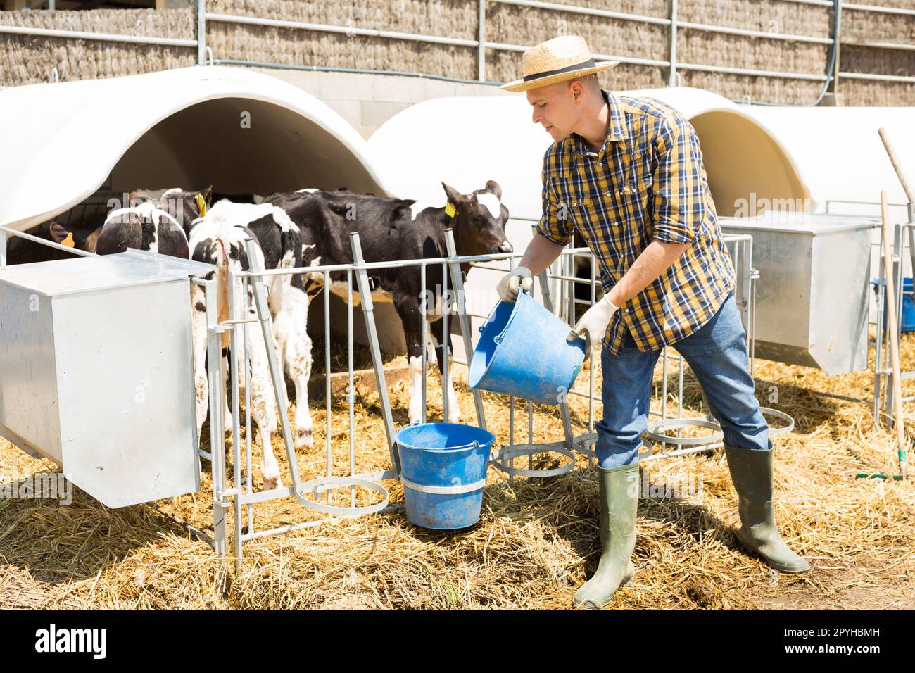 Cow breeder feeding small calves in cowshed Stock Photo - Alamy
