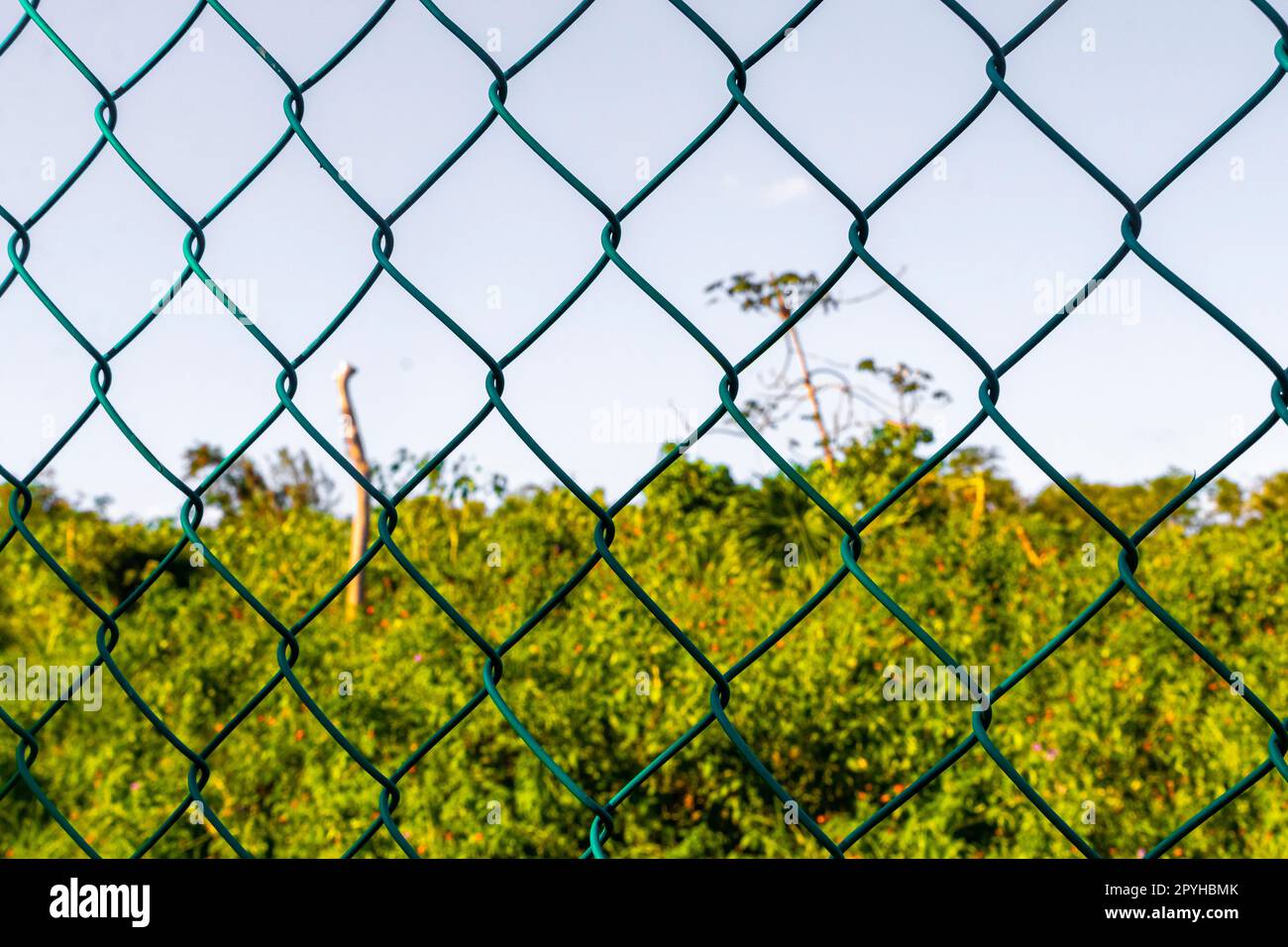Tropical Jungle Forest Nature Enclosed Fenced Behind Bars in Playa del ...