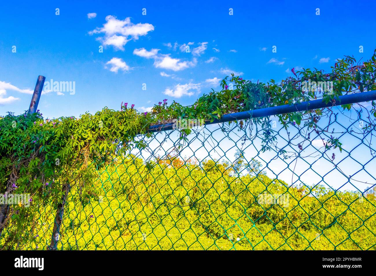 Tropical Jungle Forest Nature Enclosed Fenced Behind Bars in Playa del ...