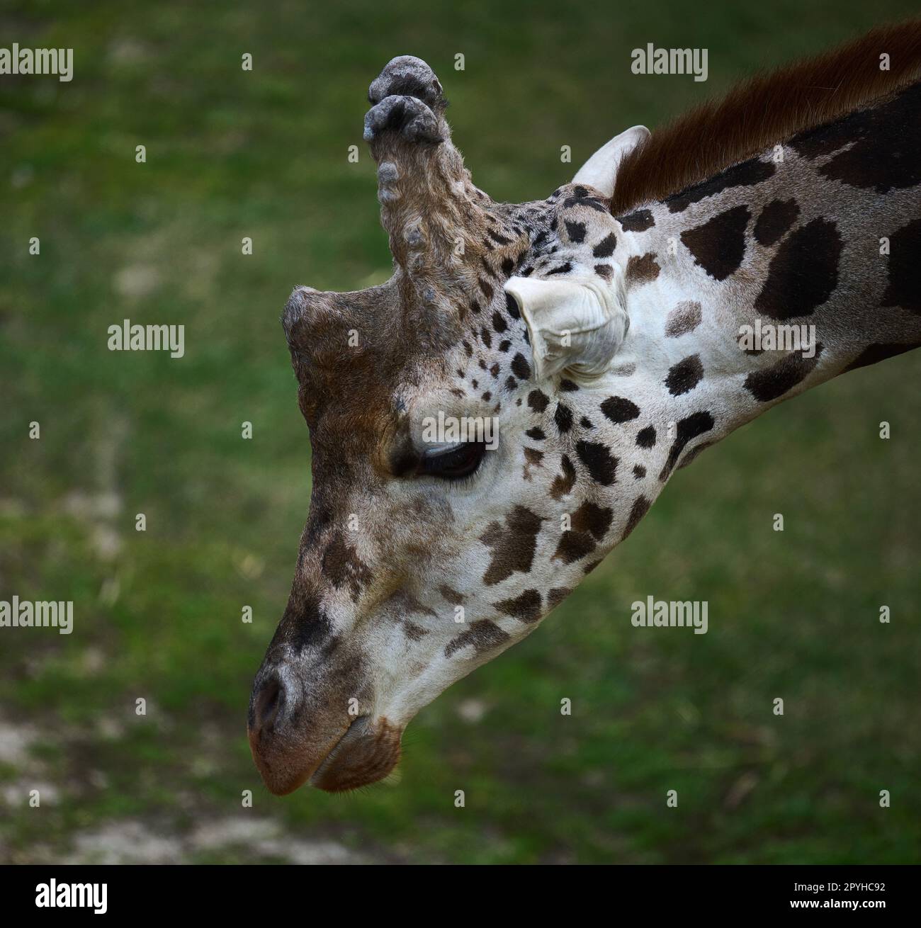 Giraffe nature hi-res stock photography and images - Alamy