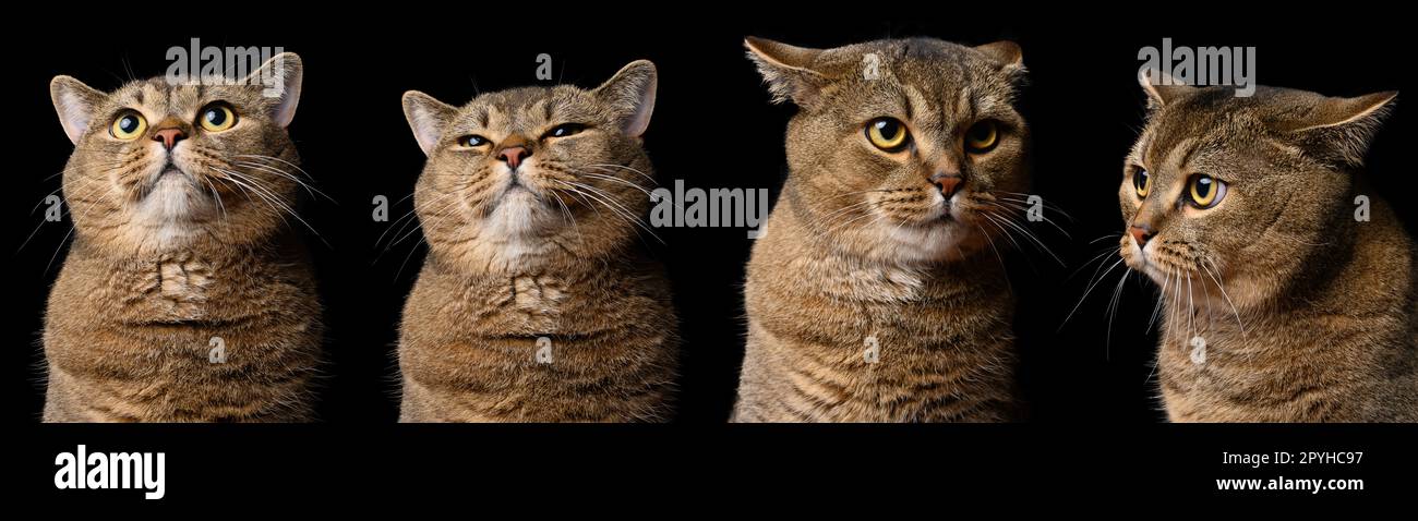 Funny Looking Cat Breeds