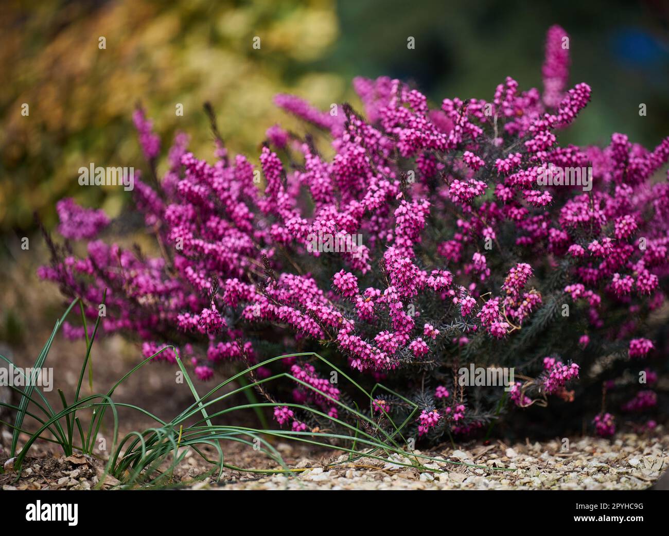 Erica bush hi-res stock photography and images - Alamy