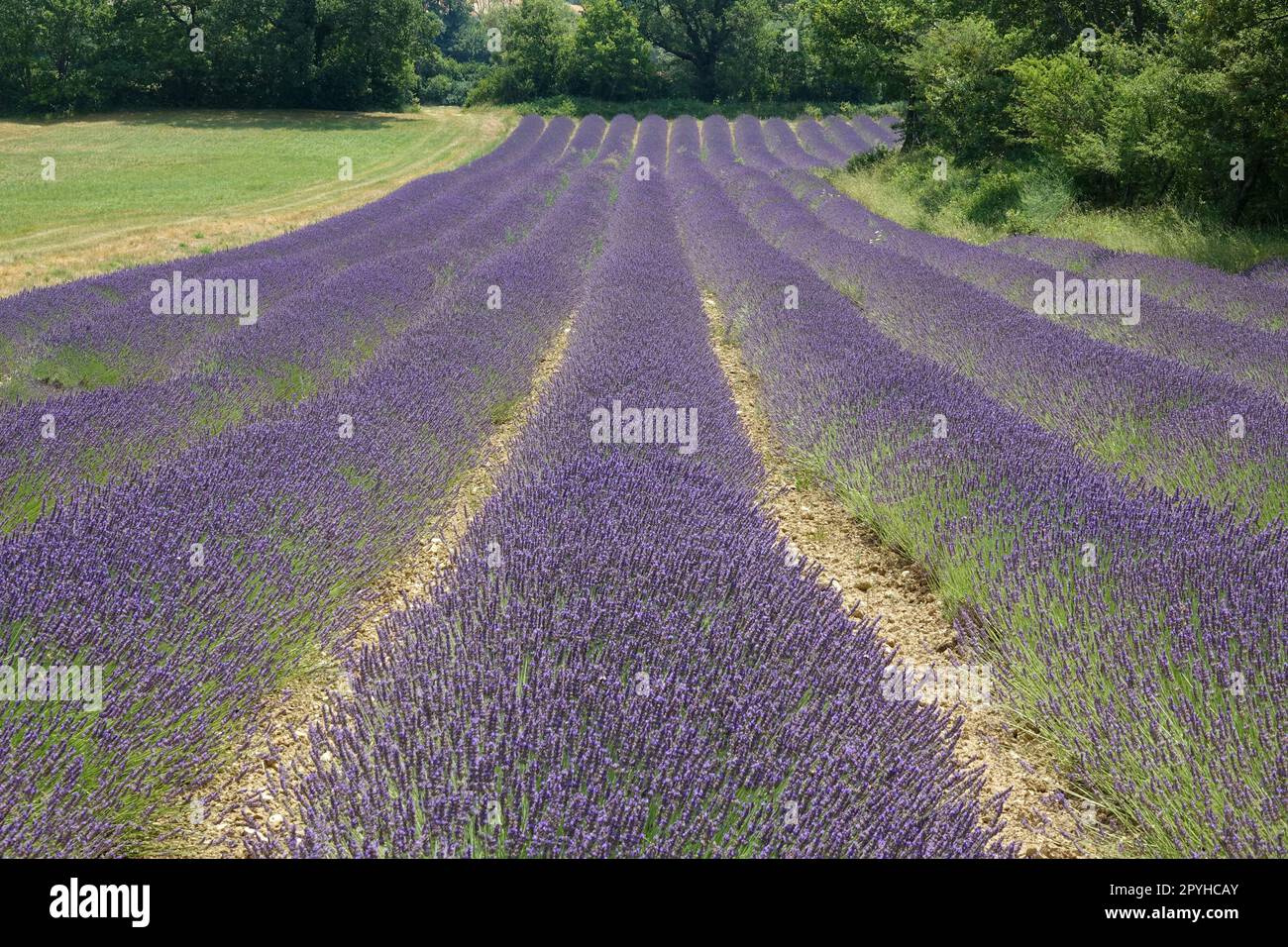 Lavendelfeld auf dem Plateau de Sault,Provence Stock Photo - Alamy