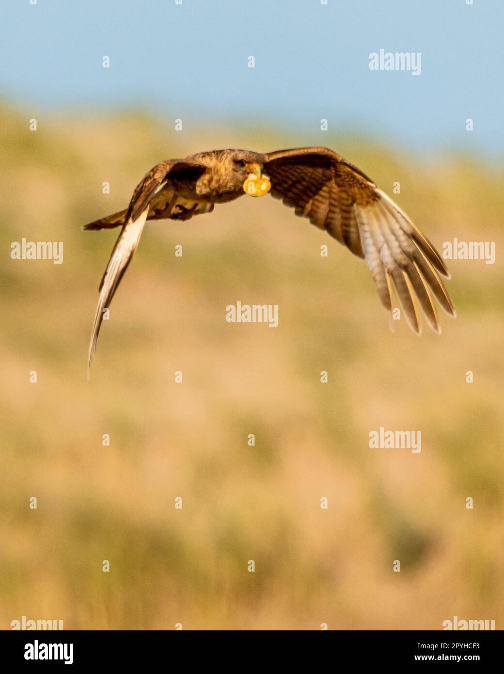 Flying wild bird. Yellow nature background. Argentina Eagle Stock Photo ...