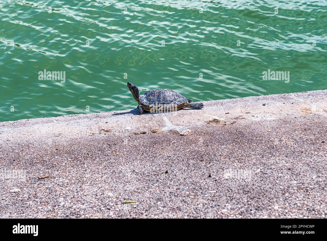 Peaceful turtle taking a sunbath in Rome, Italy Stock Photo - Alamy