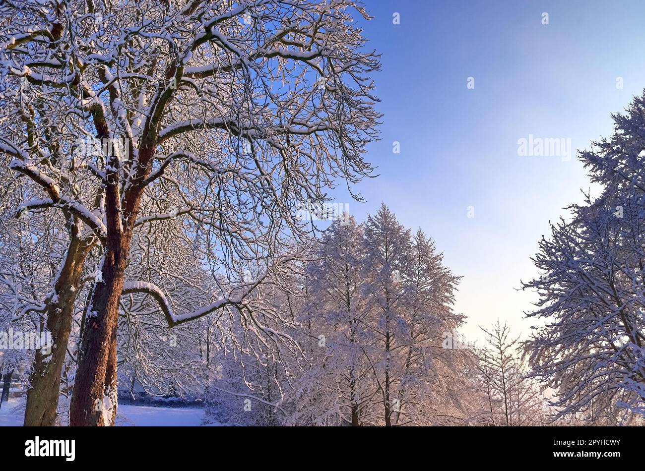 Trees with snow on them hi-res stock photography and images - Alamy