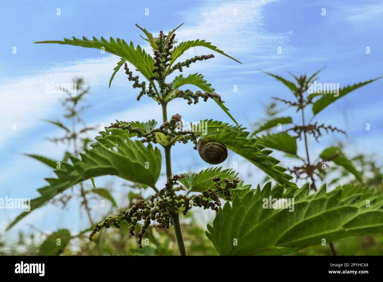 Plants close hi-res stock photography and images - Alamy