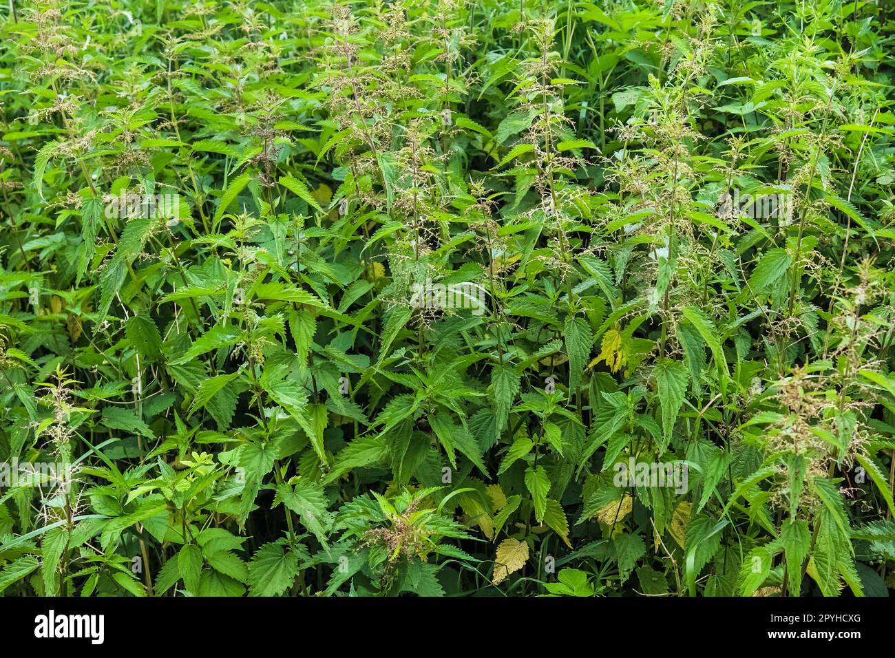 Plants close hi-res stock photography and images - Alamy