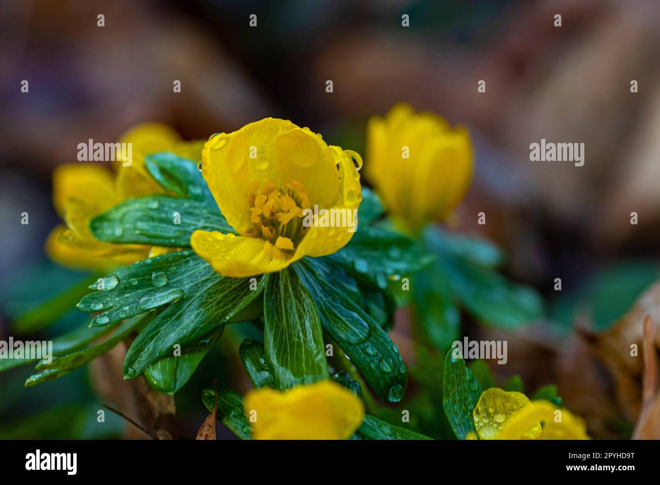 macro of winter aconite flowers in a forest Stock Photo - Alamy