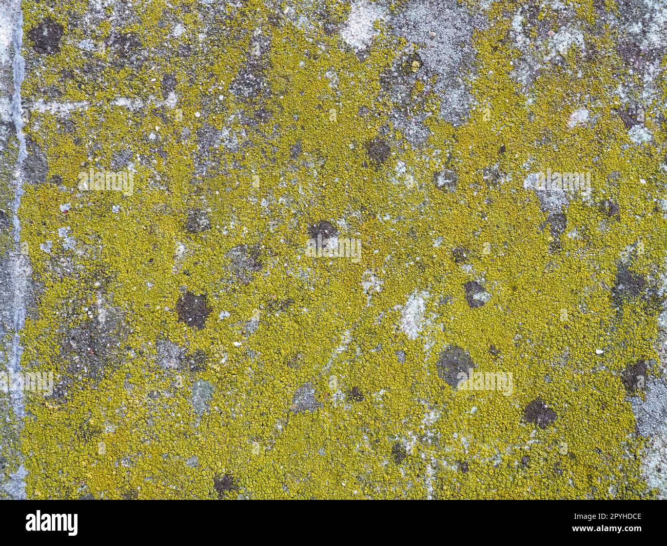 Mossy old concrete. Green moss on the stone. Concrete wall covered with ...