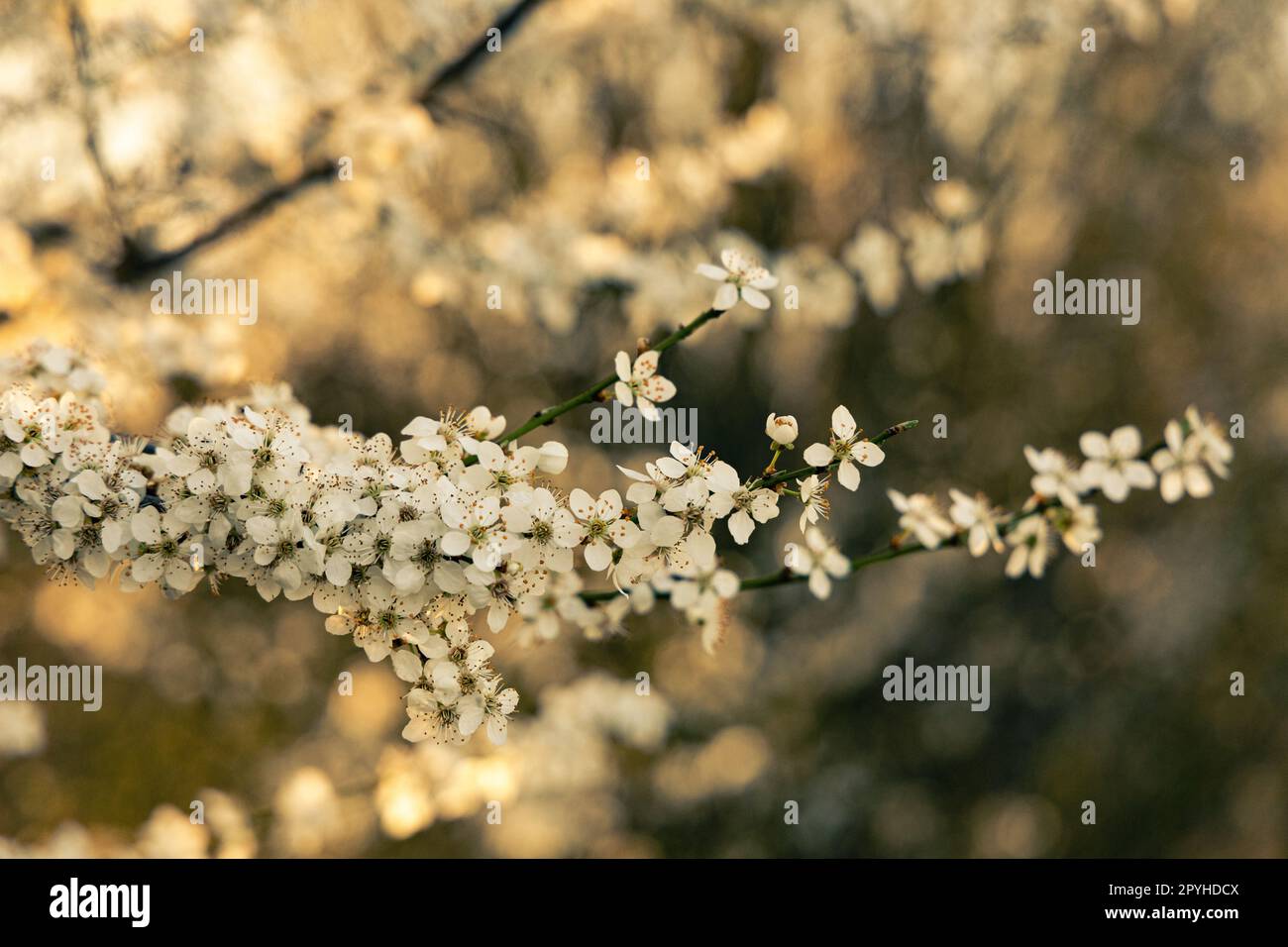 white blooming hawthorn flowers in early spring Stock Photo - Alamy