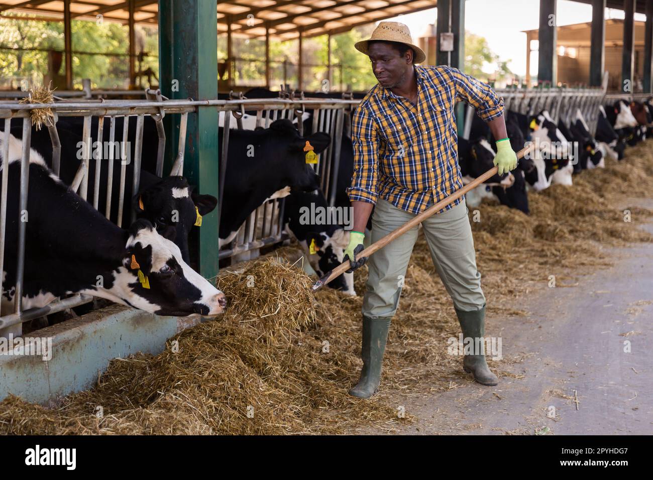 Portrait of man farm worker feeding cows Stock Photo - Alamy