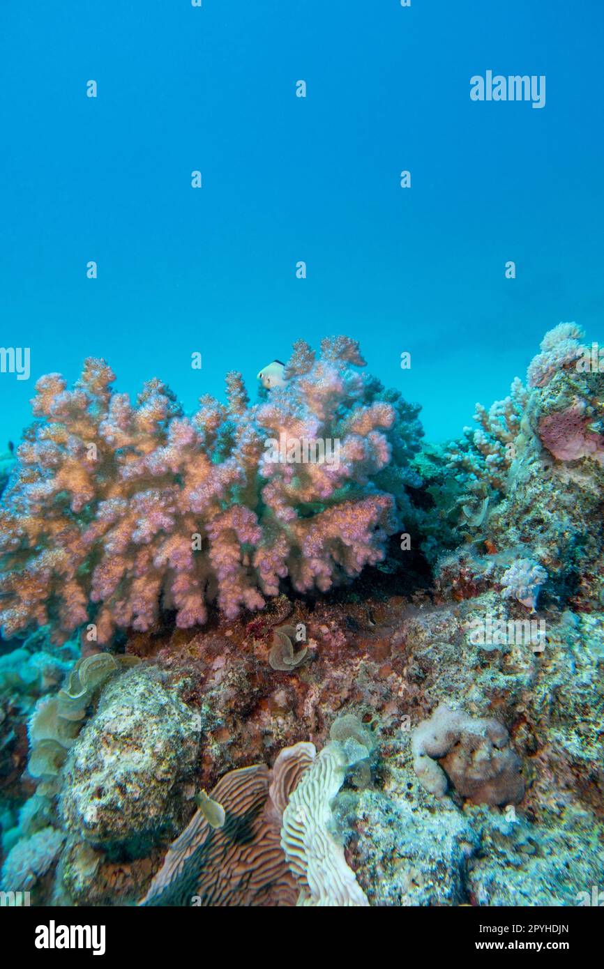 Colorful, picturesque coral reef at the bottom of tropical sea ...