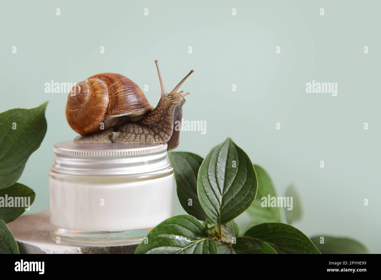 Snail, jar of skin cream on green leaves background. Snail slime ...
